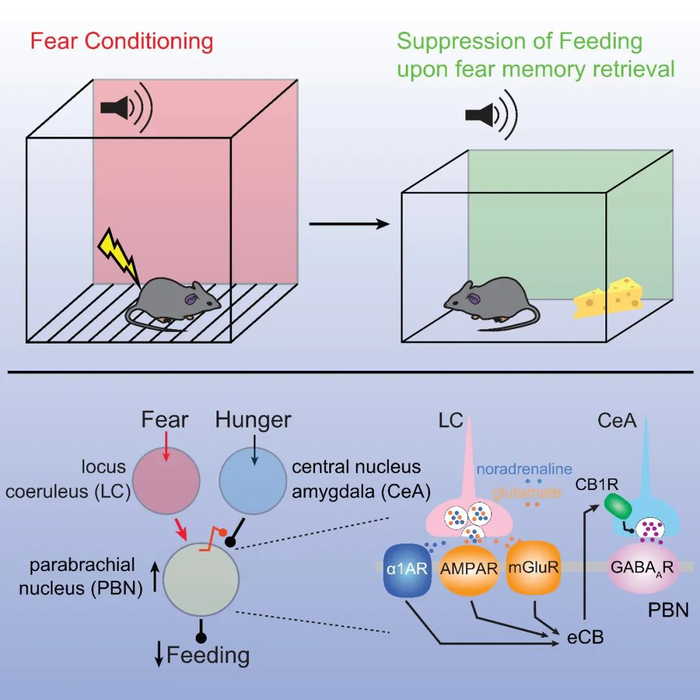 Neuron论文挑战神科领域戴尔法则：一种神经元释放一种递质？|遗传学|论文_新浪新闻