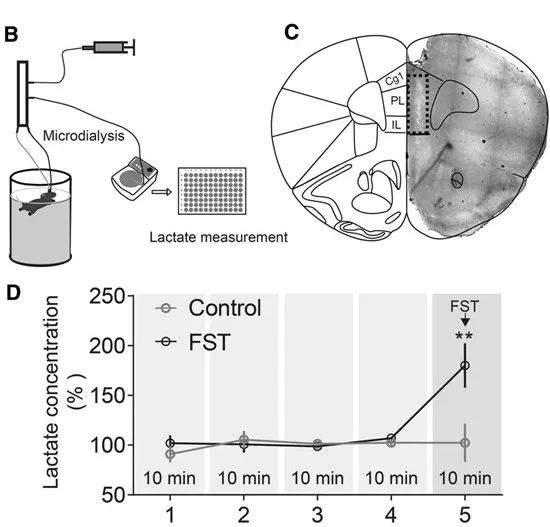 2021年NB首期封面：高天明团队挖掘“绝望”背后的神经调控机制