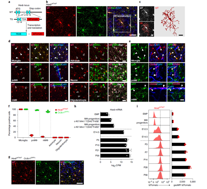 Nat Immunol：一种新型的小胶质细胞研究工具，为探索小胶质细胞开辟新途径