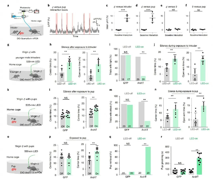 Nat Neurosci：揭秘mPOA参与焦虑和亲职行为的神经调控机制|和亲_新浪新闻