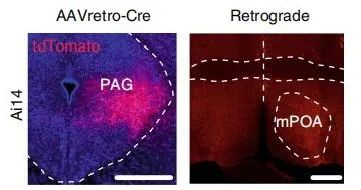 Nat Neurosci：揭秘mPOA参与焦虑和亲职行为的神经调控机制|突触|雄性_新浪新闻