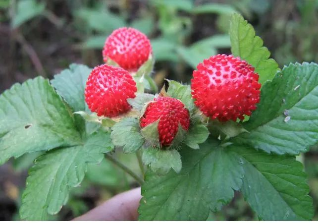 童年回忆杀中的20种野果，你吃过几种？