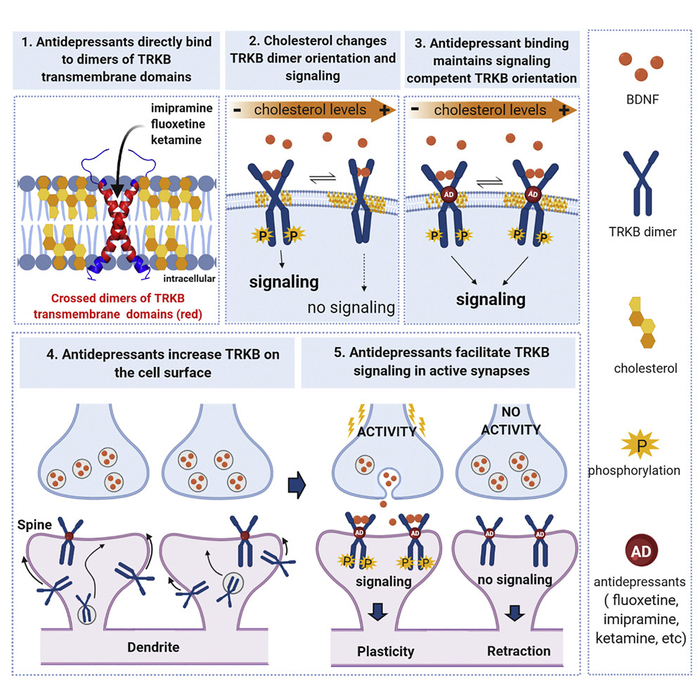 《细胞》：抗抑郁药物作用机制大揭秘——直接结合TrkB受体|细胞|药物|受体