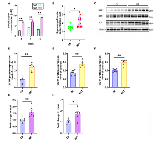 Front. Physiol：HIIT锻炼可调节海马BDNF表达和线粒体质量控制系统|生物_新浪新闻