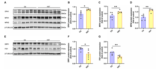 Front. Physiol：HIIT锻炼可调节海马BDNF表达和线粒体质量控制系统|生物_新浪新闻