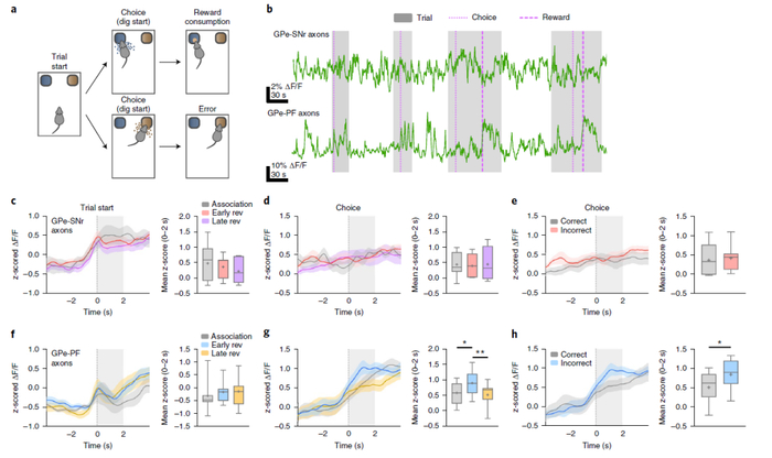 Nat Neurosci ：帕金森病的精准神经环路解析——不同症状受到不同苍白球通路的调节|化学_新浪新闻