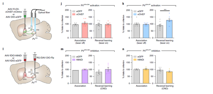 Nat Neurosci ：帕金森病的精准神经环路解析——不同症状受到不同苍白球通路的调节|化学_新浪新闻
