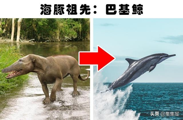 海豚的祖先能在陆地上行走？看看这10种现代动物的古老祖先