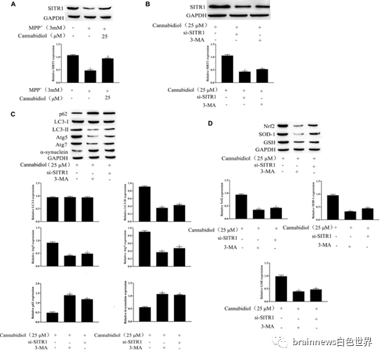 Front. Cell. Neurosci：大麻二醇的神经保护作用机制