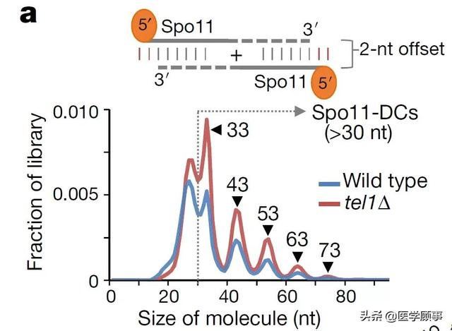 Nature:减数分裂中 DNA 双链可被Spo11 协同切割
