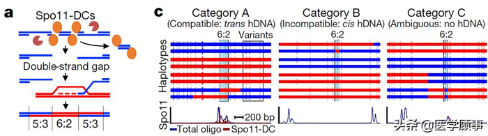 Nature:减数分裂中 DNA 双链可被Spo11 协同切割