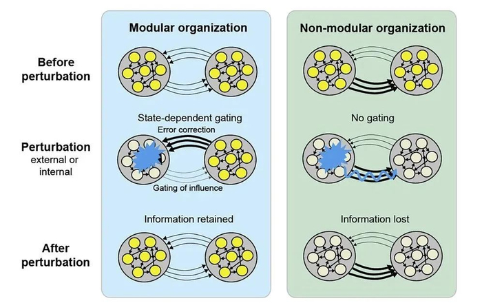 Cell：大脑多脑区保持记忆的运作机制