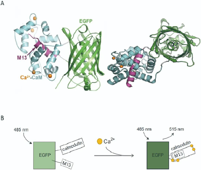 【新品发布】新一代jGCaMP8已至