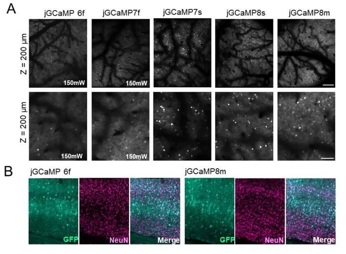 【新品发布】新一代jGCaMP8已至