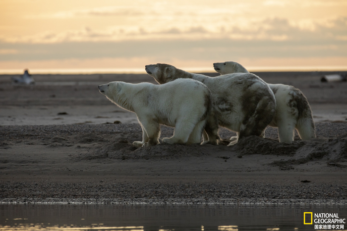 地球上观赏野生北极熊的最佳地点