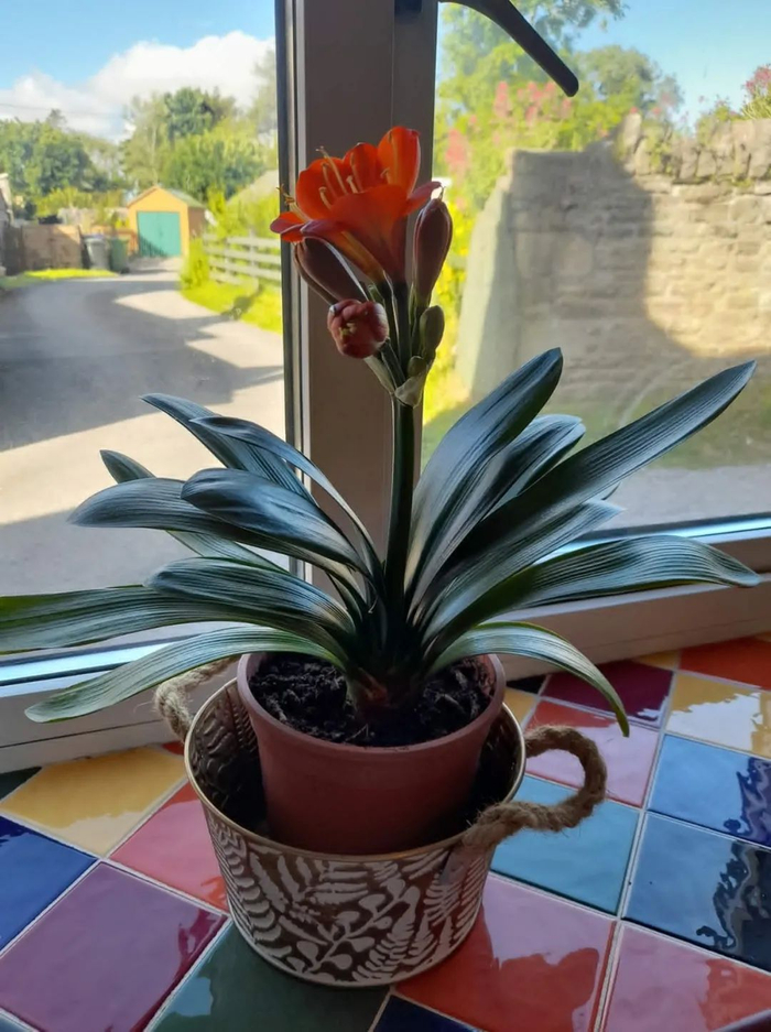 树荫下和背阴阳台上的耐阴植物集合，还有很多特耐寒的品种|植物|树荫|养护_新浪新闻