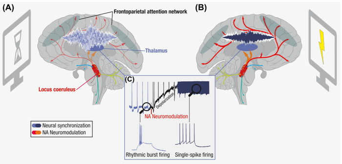 Trends Cogn Sci：怎么总是忍不住玩手机……可能这一撮脑细胞出问题|蓝斑核|注意力|肾上腺素|振荡|瞳孔_新浪新闻