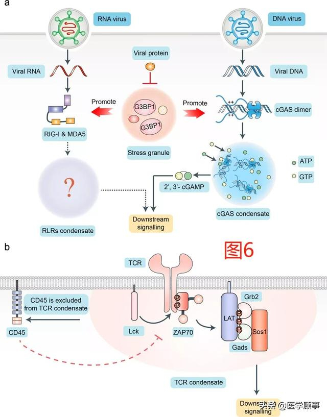 液相分离在人类生理状态和疾病状态下的功能作用：高分重磅综述|RNA_新浪新闻