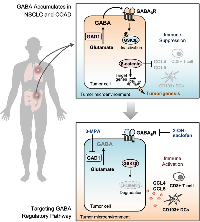 NCB：王小凡/李启靖合作揭示神经递质GABA在肿瘤免疫中的新作用
