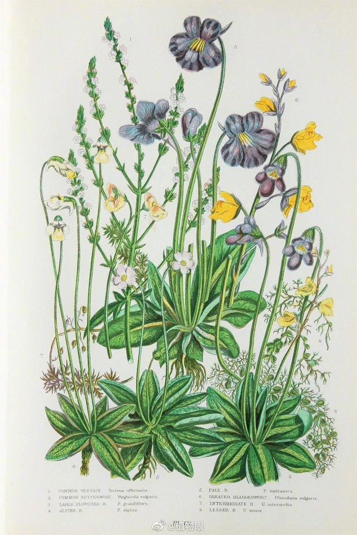 今日分享 植物图谱 植物插画家Anne Pratt(1806-1893)……