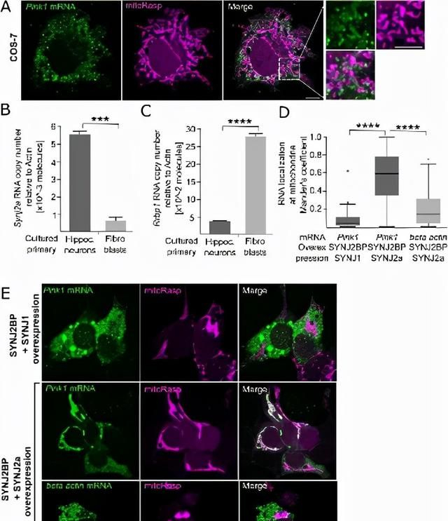 Neuron：神经元线粒体自噬新机制