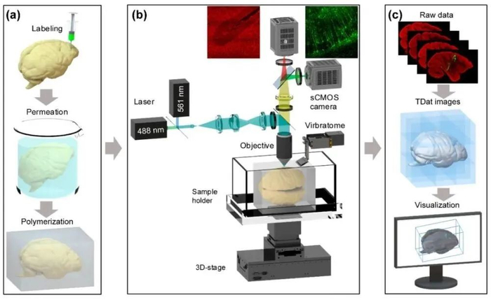 收藏：助力大脑研究，应用 fMOST半年内发表18篇重要学术成果汇编