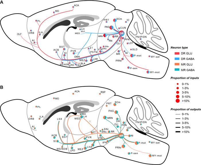 收藏：助力大脑研究，应用 fMOST半年内发表18篇重要学术成果汇编
