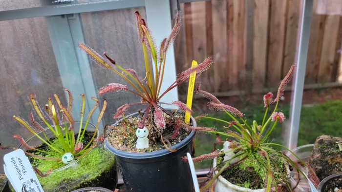 6种颜值很高的食虫草，除了猪笼草和捕蝇草，你还认识哪一种？