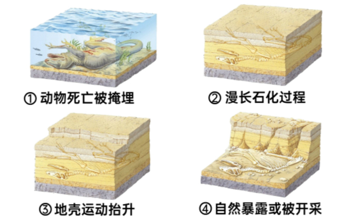 科学家：人类是从鱼进化来的，化石为证，揭秘鱼到人类的进化过程