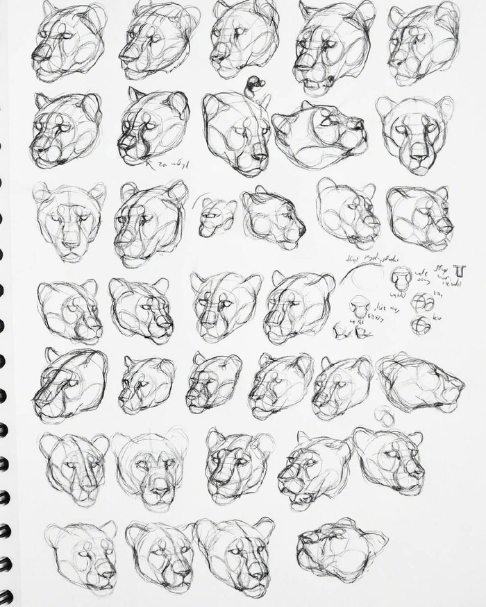 动物结构画法 | Monika Zagrobelna