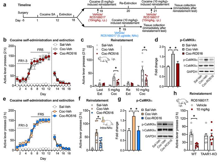 Mol Psychiatry：李俊旭教授团队揭示TAAR1调控成瘾复吸的新机制|可卡因|药物|受体|大脑|大鼠_新浪新闻