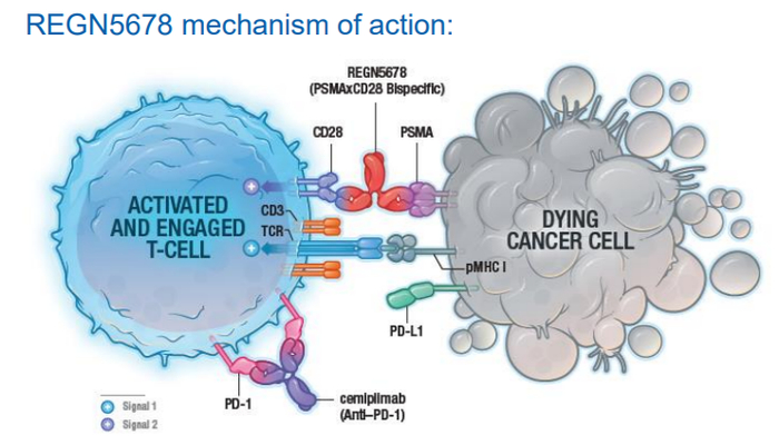 盘点 | 诺华PSMA靶向疗法获批，拜耳、安进等都在开发，PSMA的开发前景有多大？