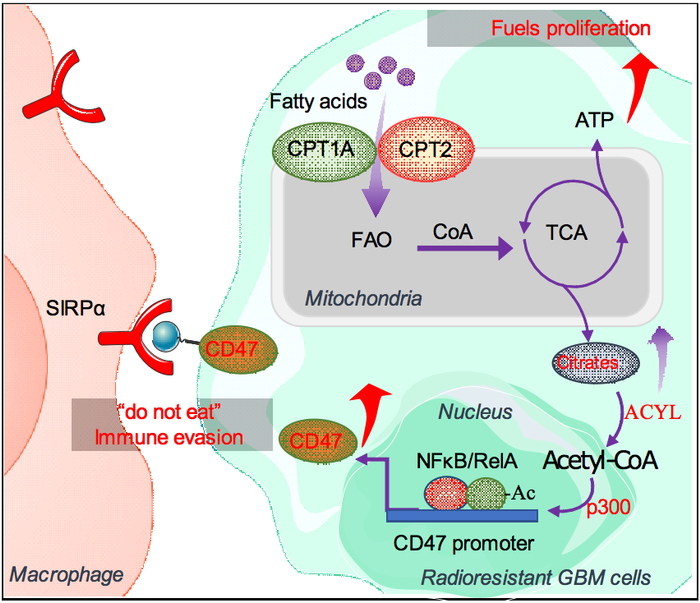 Nat Commun：李健健团队揭示胶质瘤中脂肪酸氧化调控免疫逃逸机制|肿瘤_新浪新闻