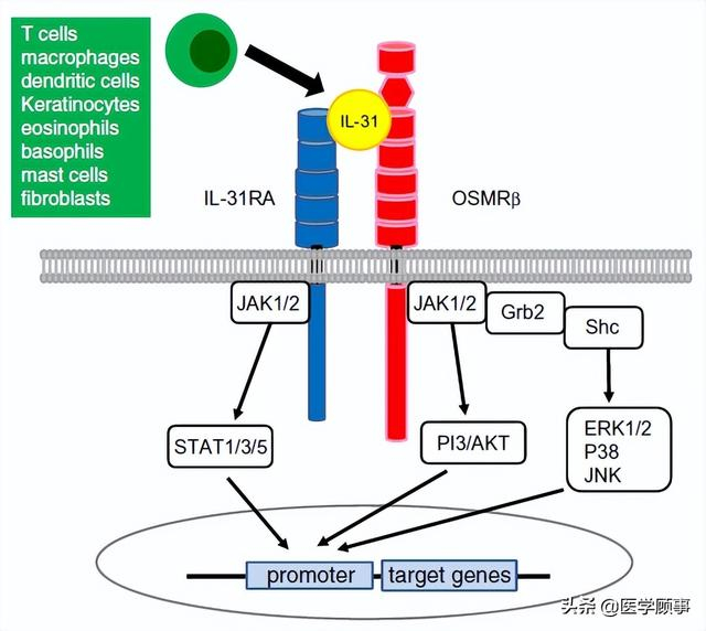 瘙痒新药获批：IL-31R抗体Nemolizumab