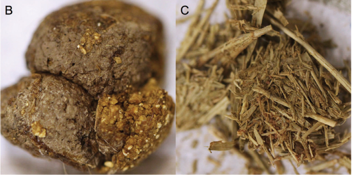 拉一次屎能有多长吗？是你直肠长度的2倍…这篇文章适合拉屎的时候看！