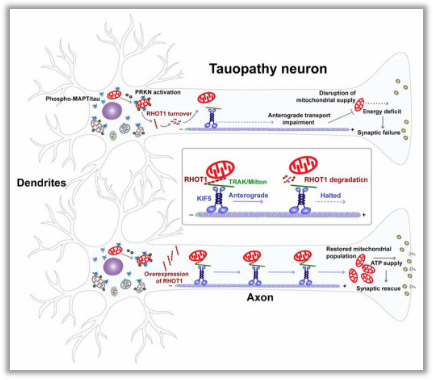 Autophagy：tau蛋白疾病中PRKN通路的广泛激活引起突触损伤