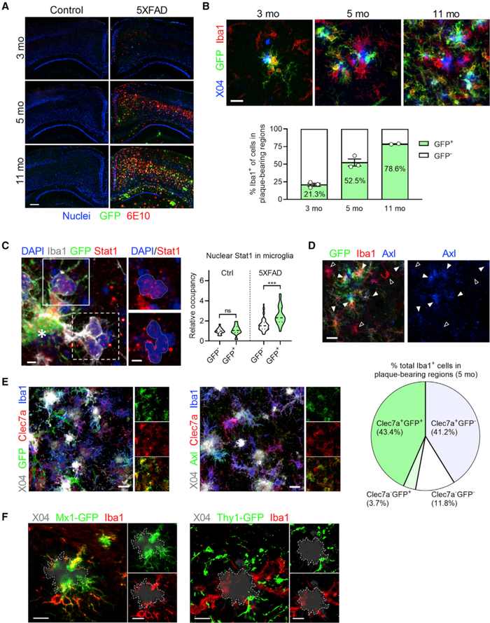 Immunity: 小胶质细胞和神经细胞中的 I 型干扰素信号促进与Aβ 斑块相关的记忆障碍|胶质|突触|细胞_新浪新闻