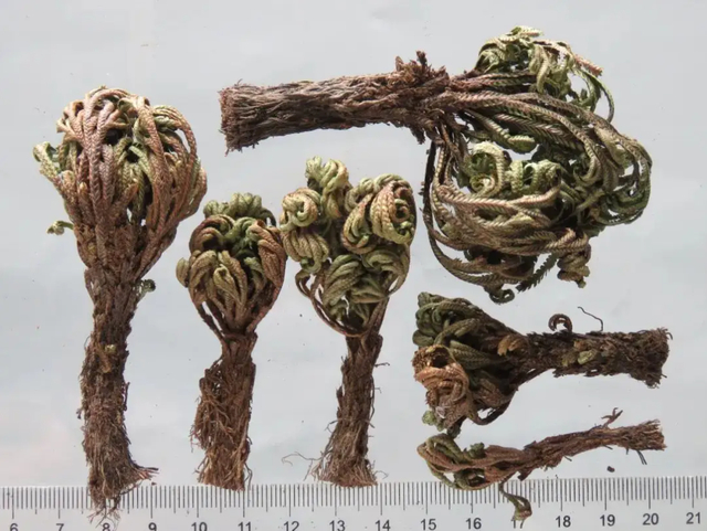 会复活的九死还魂草，原来是它？！再见到一定要留意！