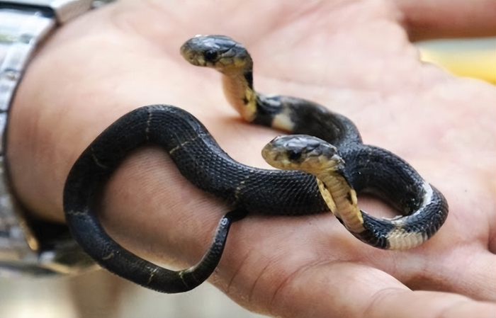 唐山双头蛇，世界之最！