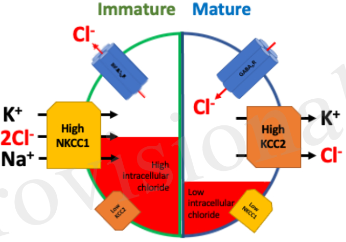 Frontiers最新综述：“GABA转换” 在神经系统疾病中的研究进展|DNF|细胞|氯离子|神经元|发育_新浪新闻