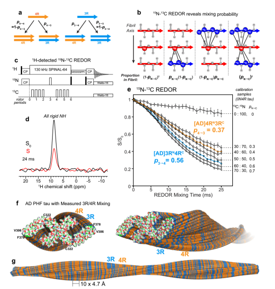 Nature 子刊：两种不同类型的tau蛋白的混合及形成结缠的内在机制|rain|纤维|研究人员|单体|标记_新浪新闻