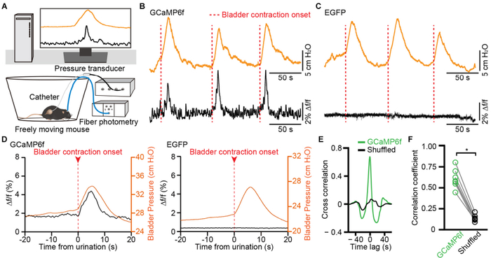 Front Cell Neurosci：VLPAG神经元的活动与排尿密切相关|重庆大学_新浪新闻
