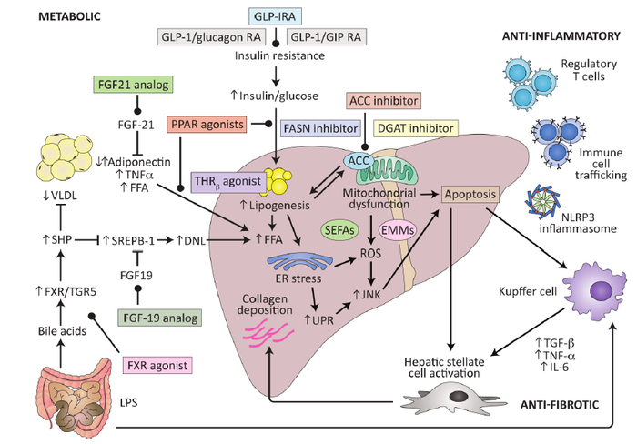 Gut深度 | 脂肪肝何时迎来首款疗法？从5大层面看诊治现状和进展