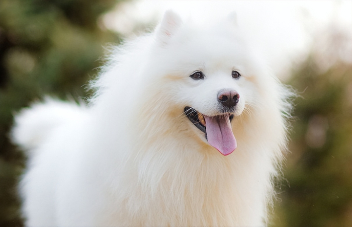 为何“萨摩耶”越来越多人养？网友：养了就不想换狗了|毛发|主人|缺点|记忆力|孩子_新浪新闻