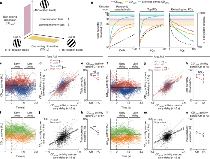 Nature最新研究: 探秘工作记忆的神经机制|延迟_新浪新闻