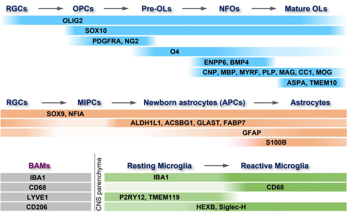NB: 杭州师范大学邱猛生教授综述中枢神经系统胶质细胞标记物