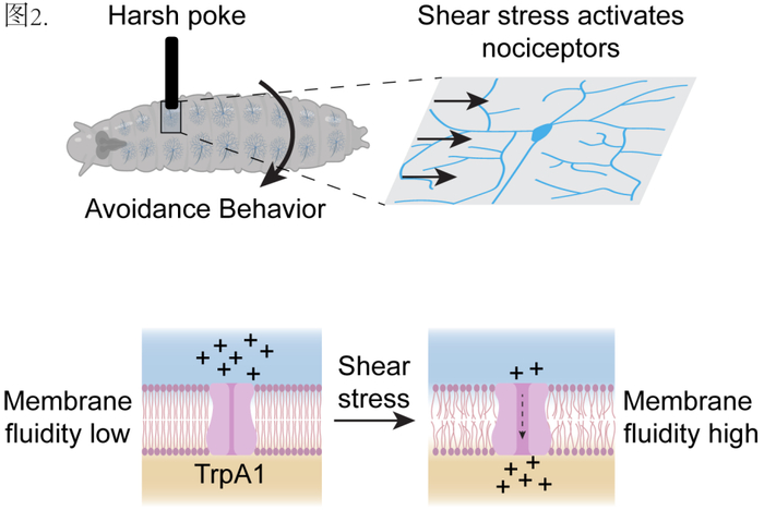 Neuron：相杨/文齐团队成果为理解机械痛觉提供了一个独特的角度|哺乳动物_新浪新闻