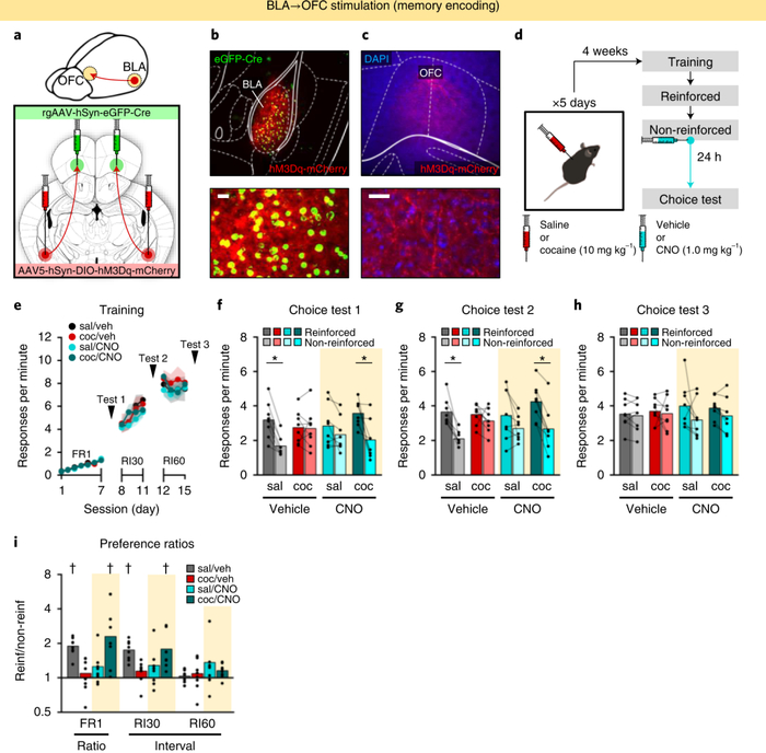 Nature Neurosci最新报道：杏仁核—额叶—纹状体网络协调灵活的学习记忆新机制|突触_新浪新闻