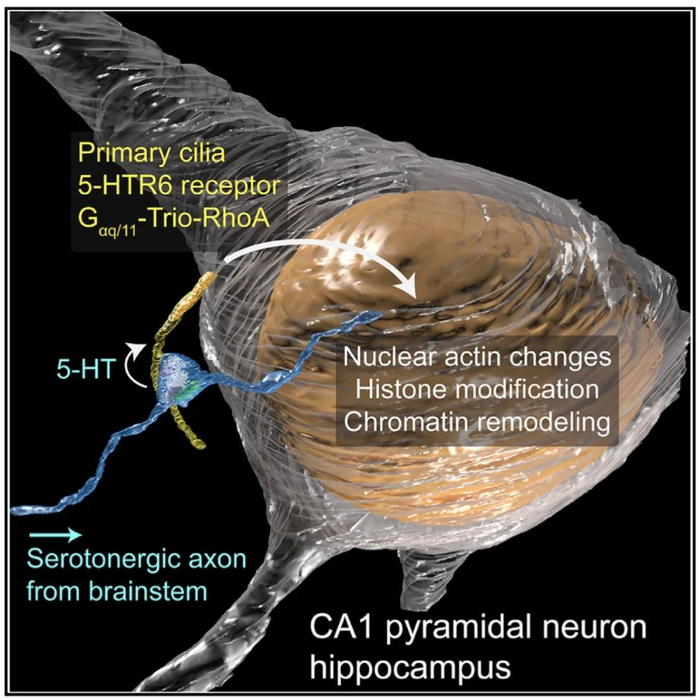 Cell：写入教科书的发现--“新型突触”可能影响记忆、睡眠和情绪等|突触_新浪新闻