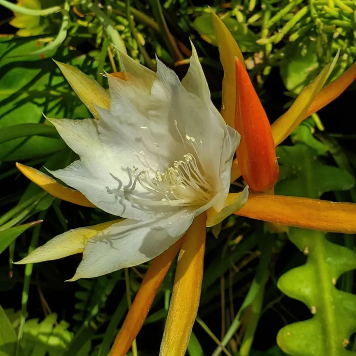 盆栽鱼骨令箭养护指南，掌握这几点，每年秋冬会开香甜的大花